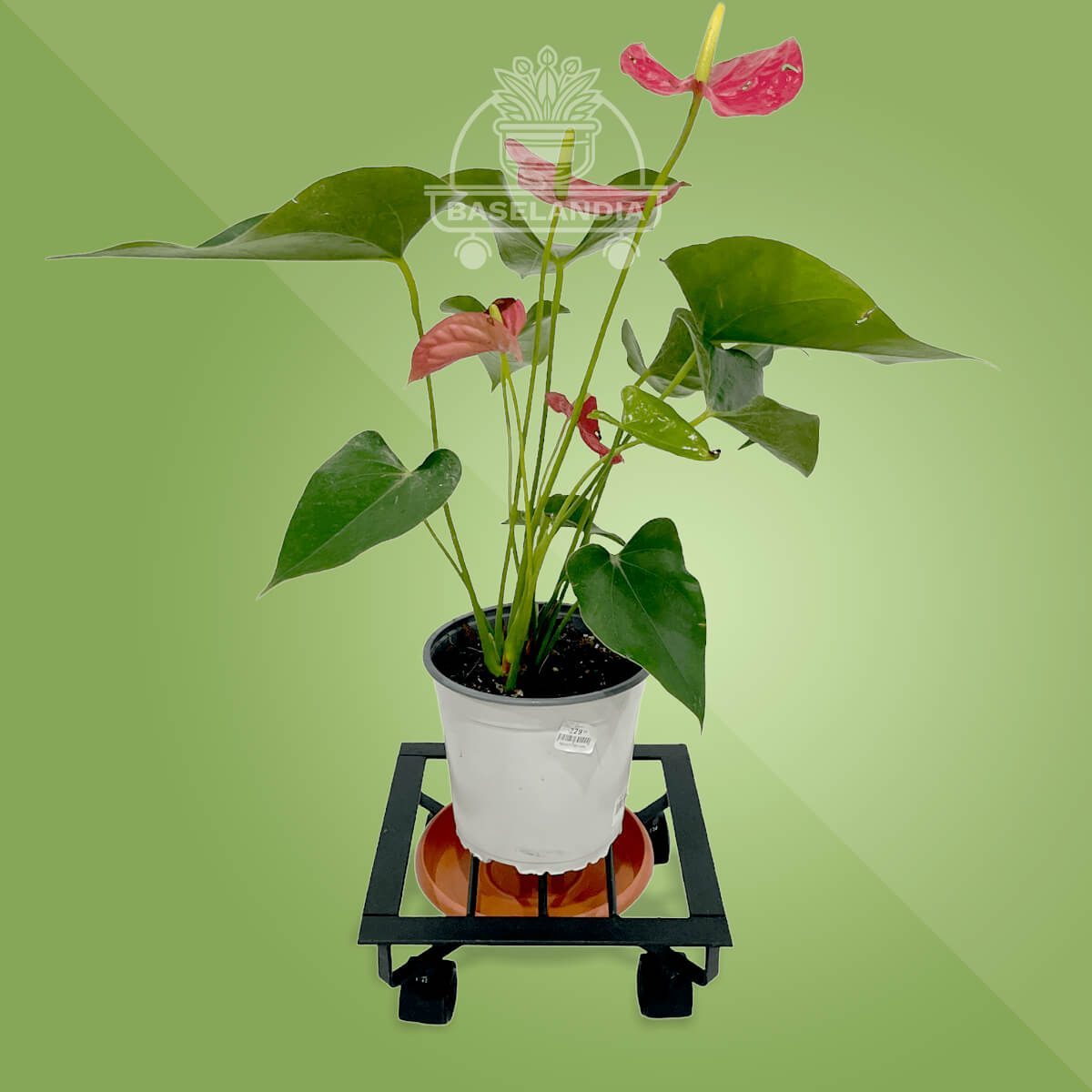 Bases para Macetas de Acero Resistentes y Elegantes. Baselandia